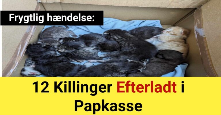 Frygtlig hændelse: 12 Killinger Efterladt i Papkasse - Nyhed24.dk