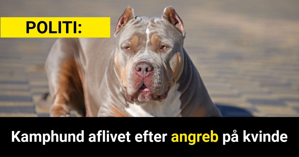Kamphund aflivet efter angreb på kvinde - 112 - Nyhed24.dk