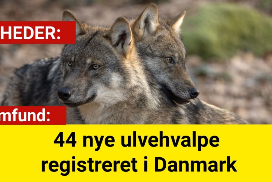 Mand i kritisk tilstand - Nyhed24.dk