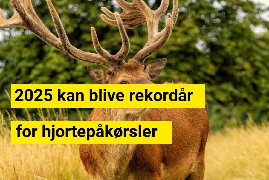 Stor tøjgigant udvider i Danmark med ny butik - Nyhed24.dk