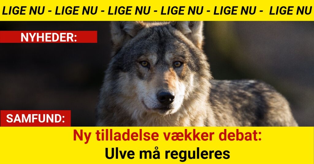 Efter utryg episode: Ulve kan nu blive skudt - Nyhed24.dk